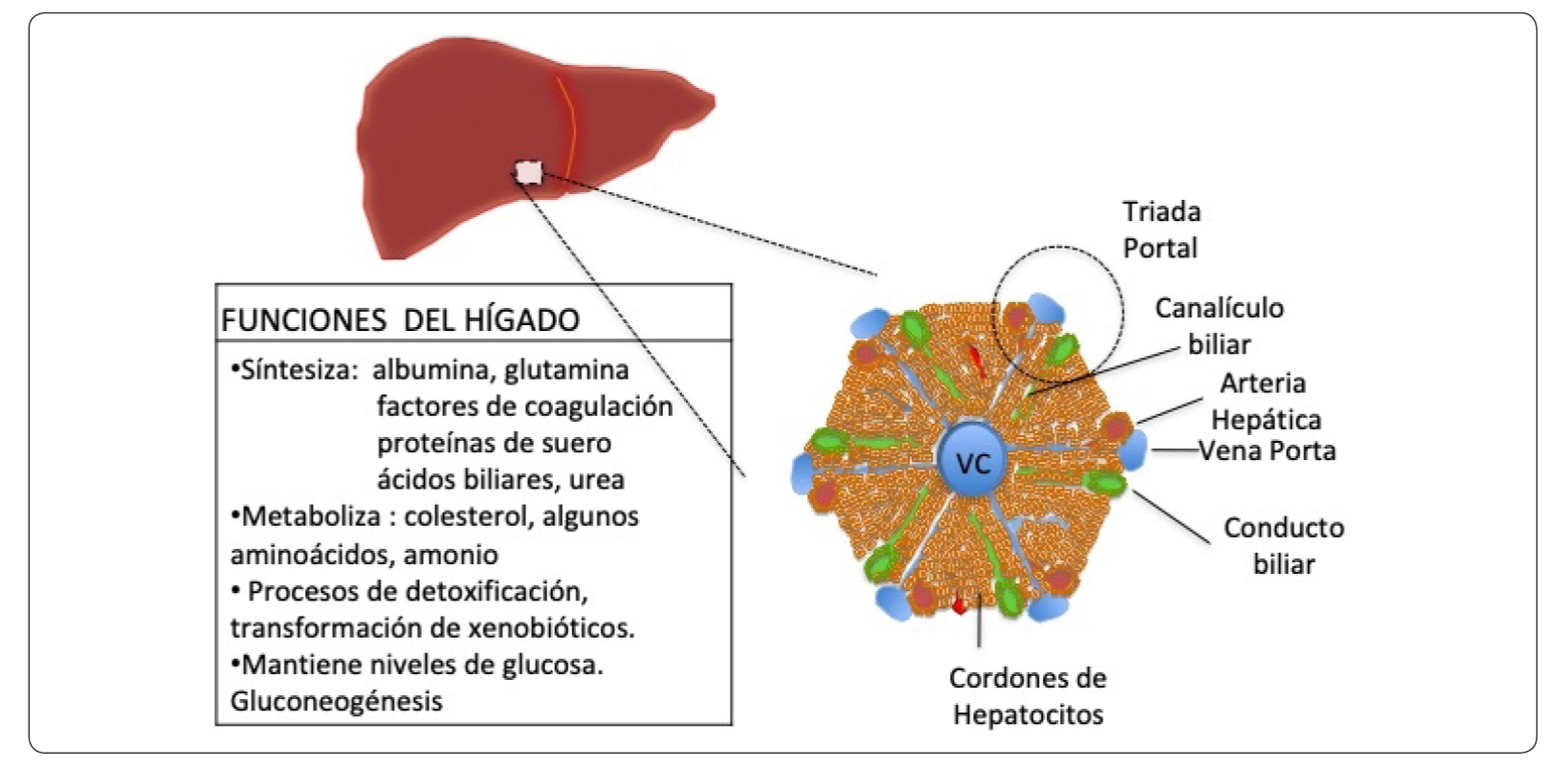 La plasticidad del hepatocito y su relevancia en la fisiología y la ...